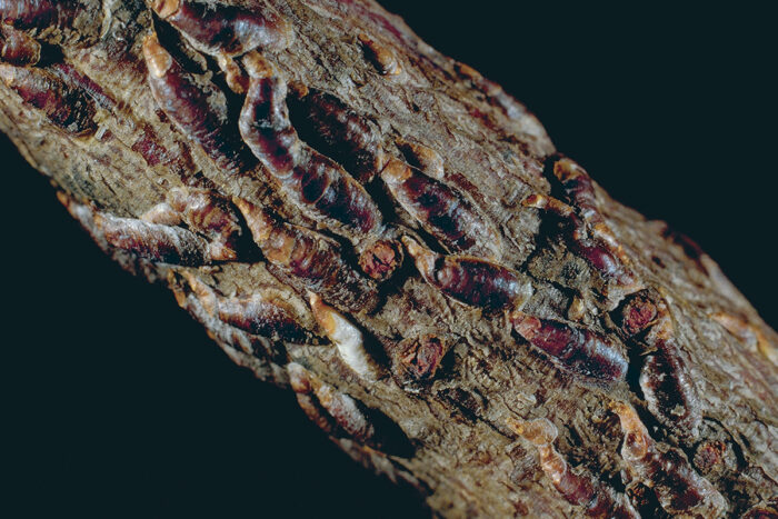 Controlling Scales, a Common Pest of Fruit Trees - Fine Gardening