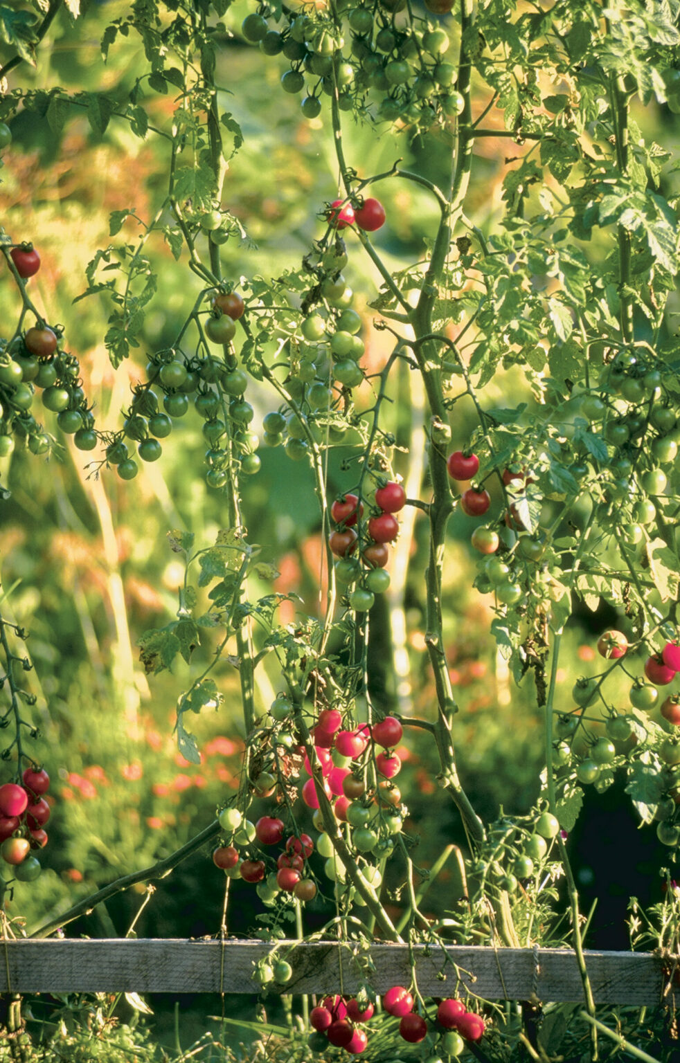 A Freestanding Tomato Trellis Improves Yields and Keeps the Garden Neat ...