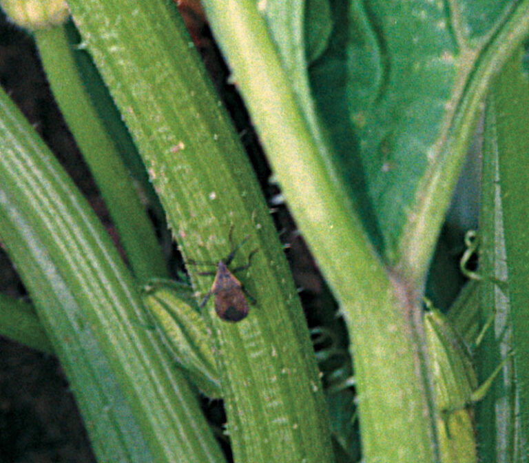 How to Grow Superb Summer Squash - Fine Gardening