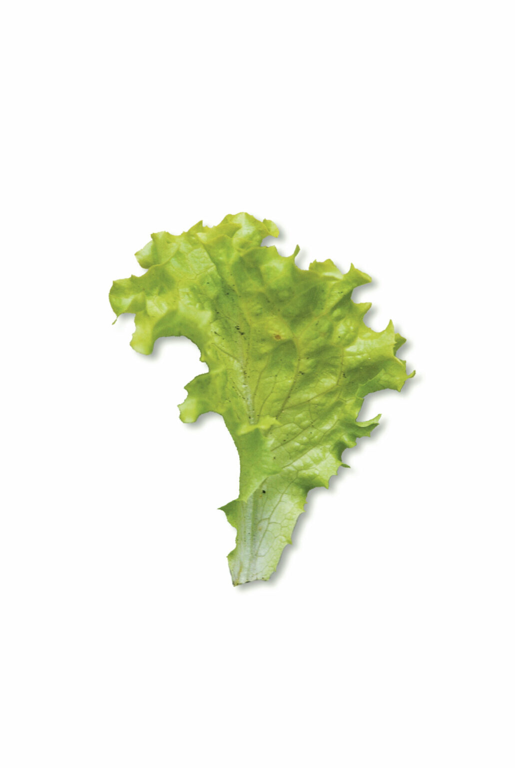 Cut-and-Come-Again Lettuce Sampler - Fine Gardening