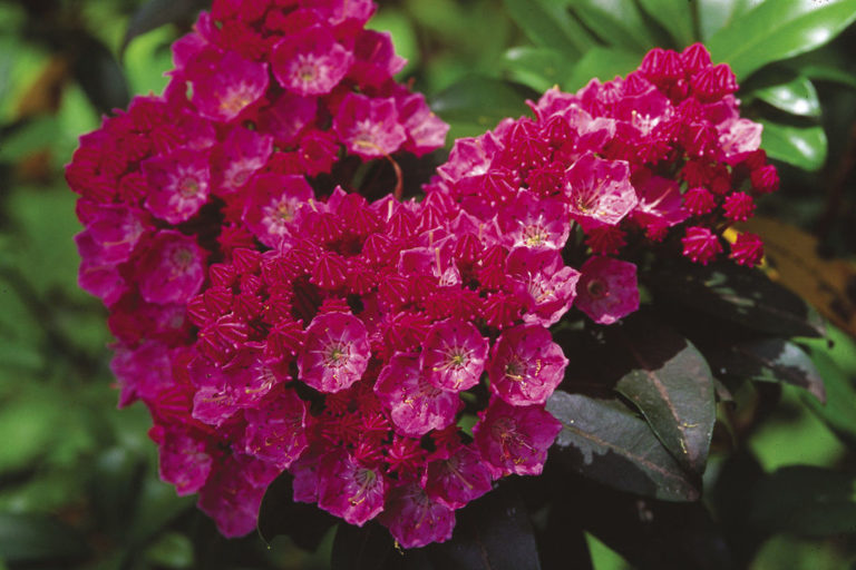 10 Flowering Evergreen Shrubs - Fine Gardening