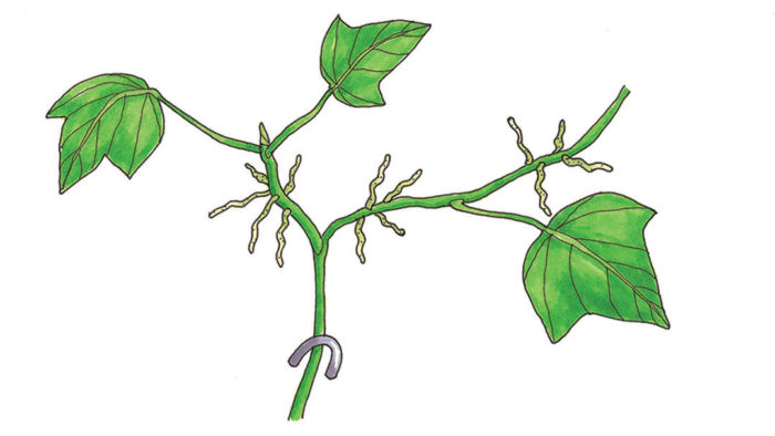 Vines: The Missing Piece of the Puzzle - Fine Gardening