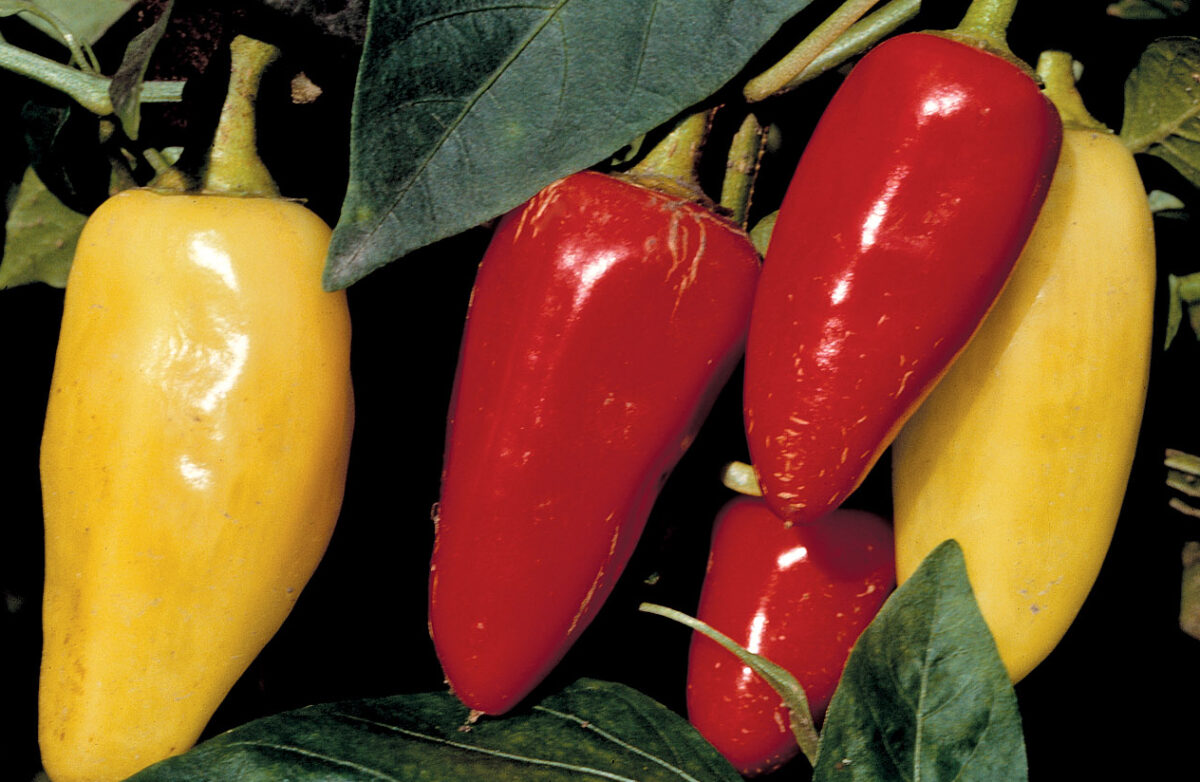 Best Vegetables for the Southwest - Fine Gardening