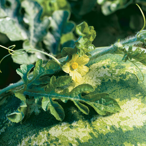 How to Grow Watermelons - Fine Gardening