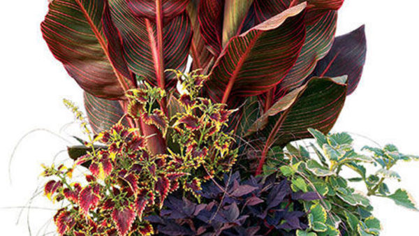 Episode 11: Fire and Ice - FineGardening