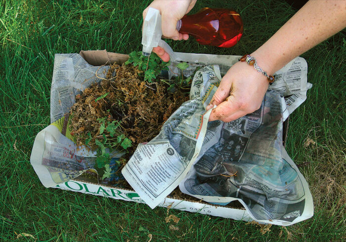 Got a Little Ground to Cover? - Fine Gardening