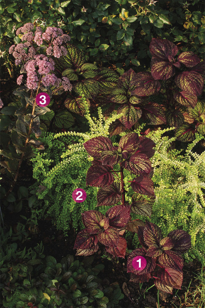 Exciting Plant Combinations Every Gardener Should Try - Fine Gardening