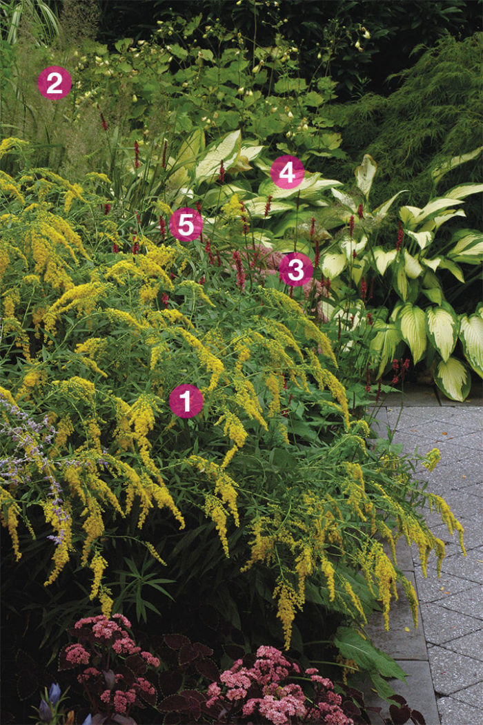 Exciting Plant Combinations Every Gardener Should Try - Fine Gardening