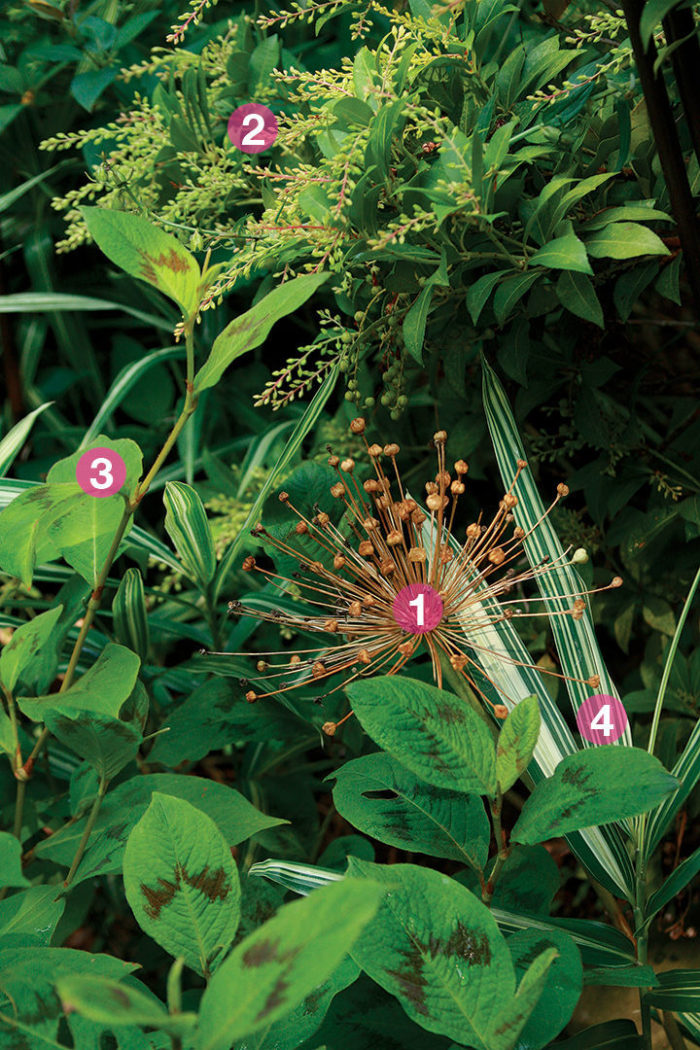 Exciting Plant Combinations Every Gardener Should Try - Fine Gardening