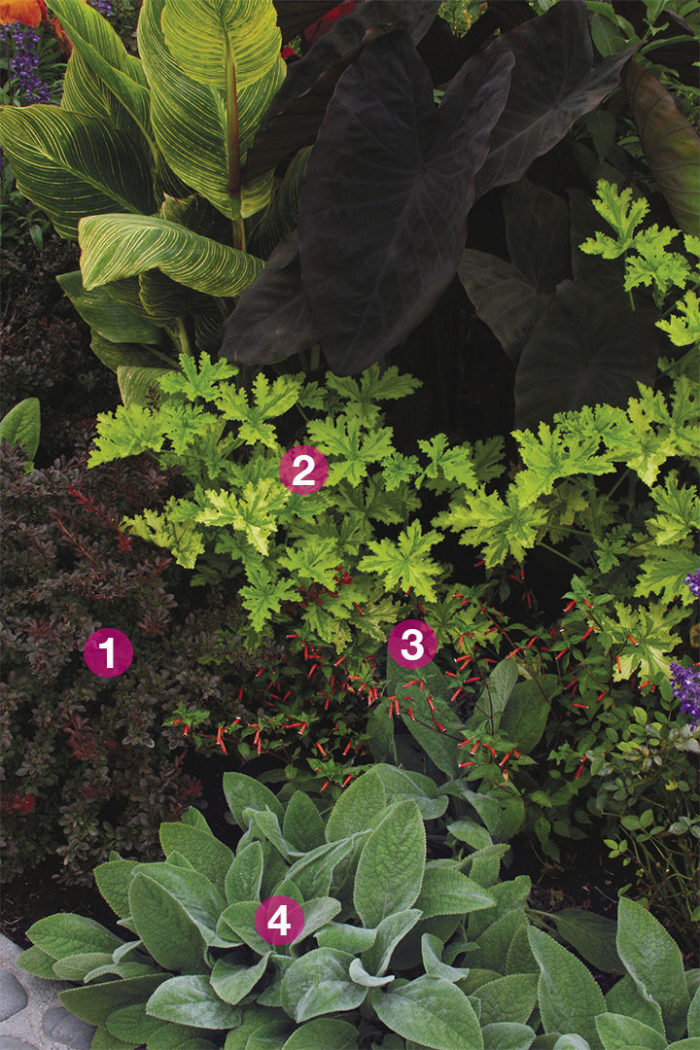 Exciting Plant Combinations Every Gardener Should Try - Fine Gardening
