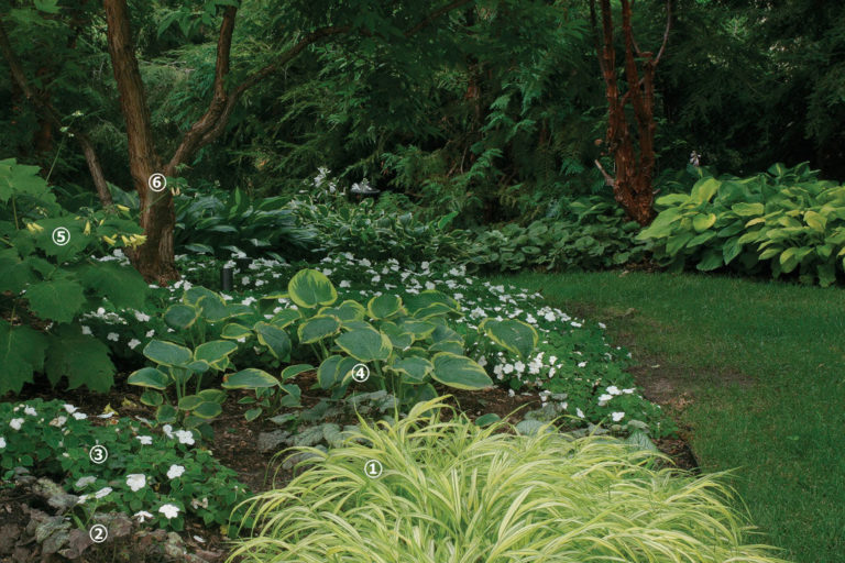 You’re Going to Love Your Shade - Fine Gardening