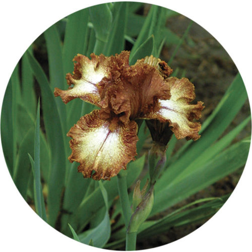Dividing Irises - Fine Gardening