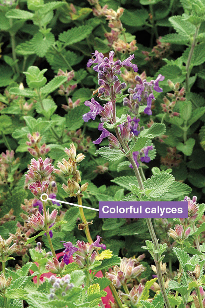All About Growing Catmint - Plant Trial Results - Fine Gardening