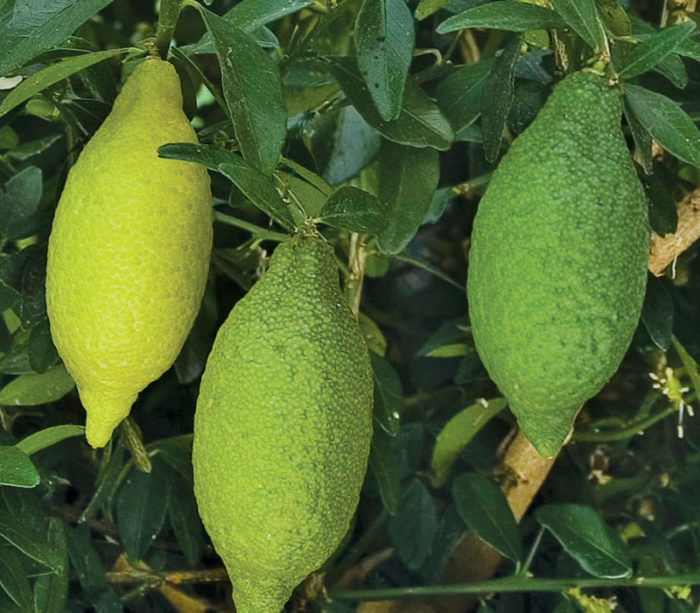 Growing Citrus in Pots - Fine Gardening