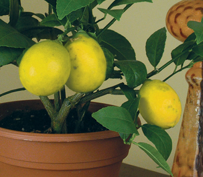 Growing Citrus in Pots - Fine Gardening
