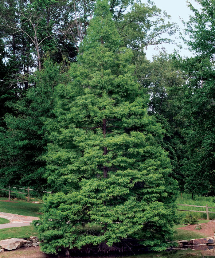 Fast-Growing Trees for Impatient Gardeners - Fine Gardening