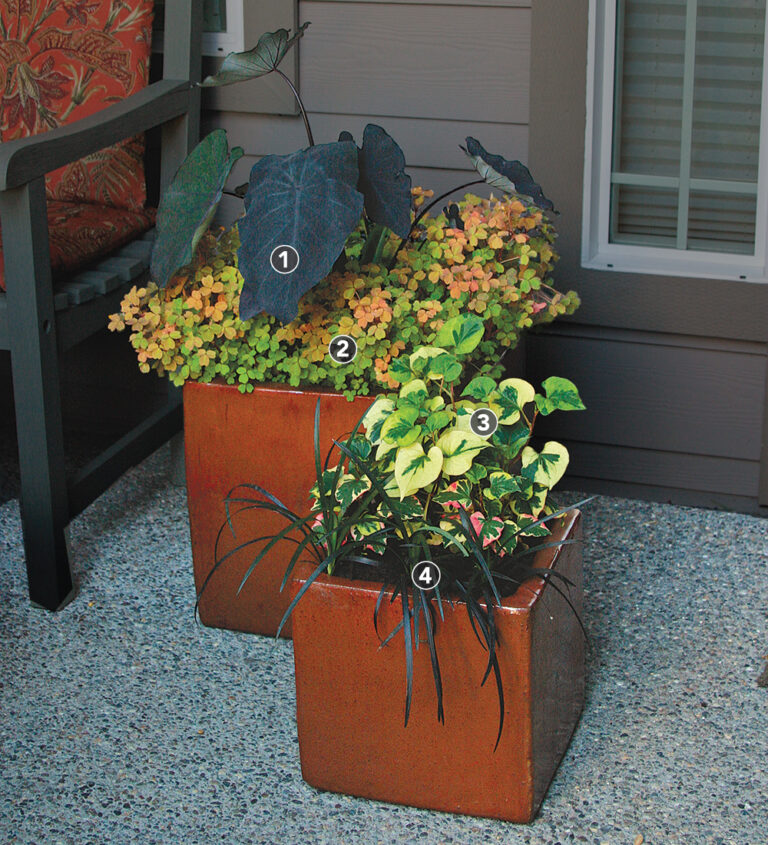 Ideas for Stylish Shady Container Gardens - Fine Gardening