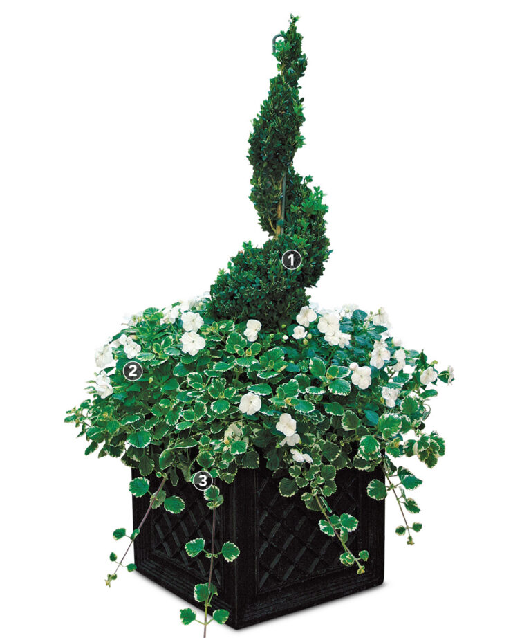 Ideas for Stylish Shady Container Gardens - Fine Gardening