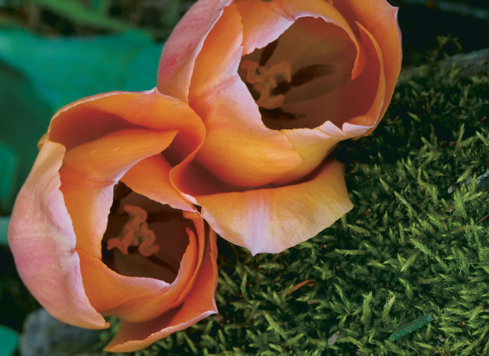 Beautifully Fragrant Tulips