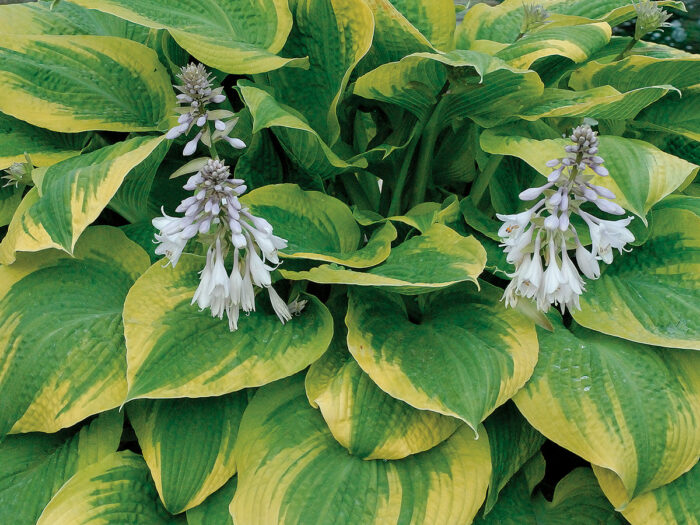 10 of Our Favorite Showstopping Hosta Varieties - Fine Gardening