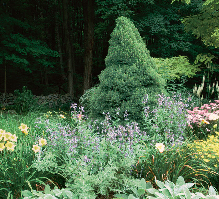 Design a Border with Strong Plant Shapes - Fine Gardening