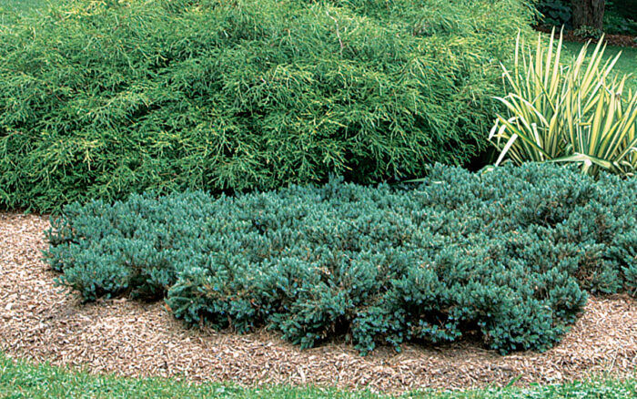 Design a Border with Strong Plant Shapes - Fine Gardening