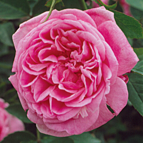 28 Antique Roses for Specimens, Hedges, Containers, and Climbers - Fine ...