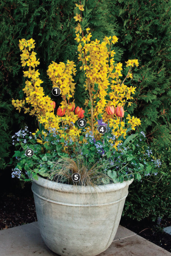 Spring Containers for Every Style - Fine Gardening