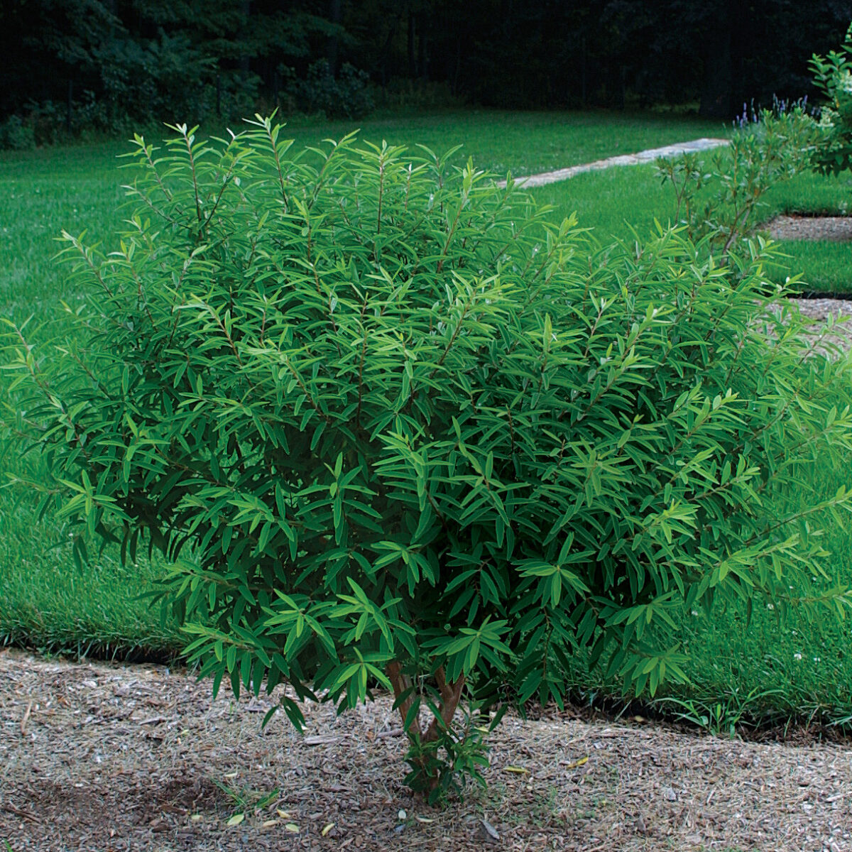How to Easily Make More Shrubs - Fine Gardening