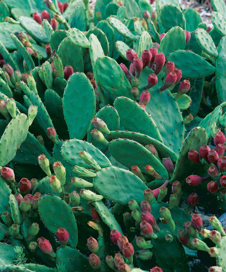 Plants That Are Fuzzy, Prickly, and Tickly to Touch - Fine Gardening