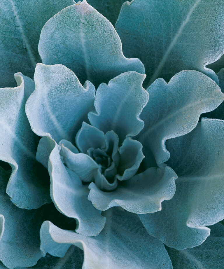 Plants That Are Fuzzy, Prickly and Tickly to Touch - Fine Gardening