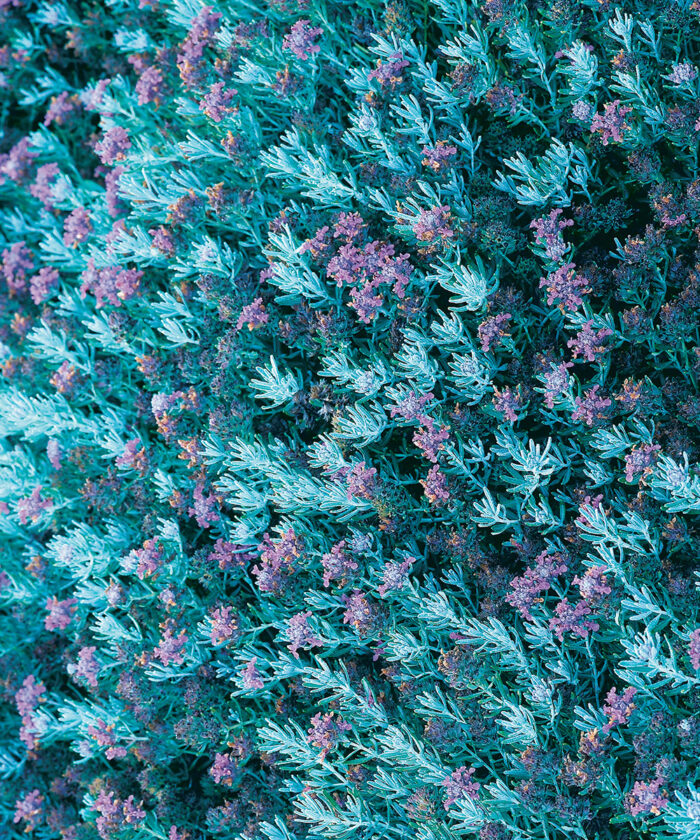 Plants That Are Fuzzy, Prickly and Tickly to Touch - Fine Gardening