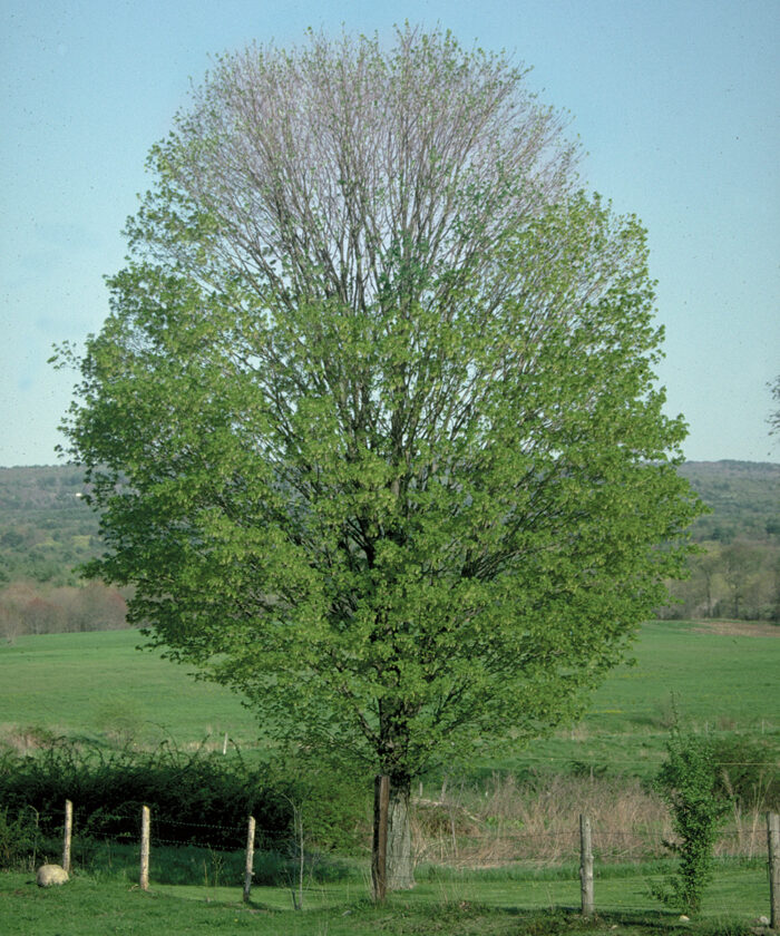 How Drought Affects Trees and Shrubs - Fine Gardening