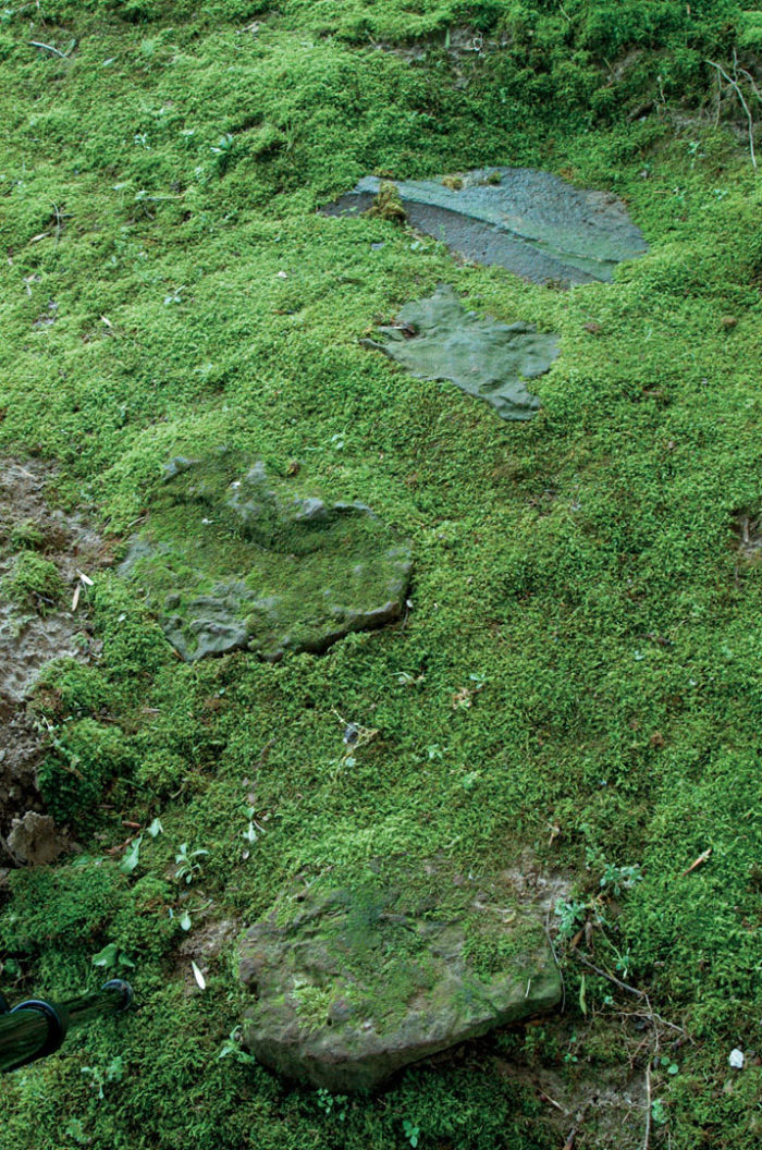 How to Use Moss in the Landscape