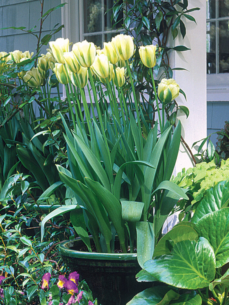 Planting Spring-Blooming Bulbs in Containers - Fine Gardening