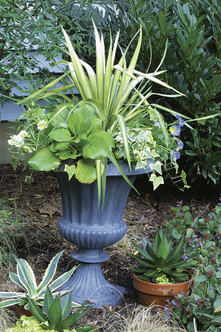 10 Plants for Year-Round Containers - Fine Gardening