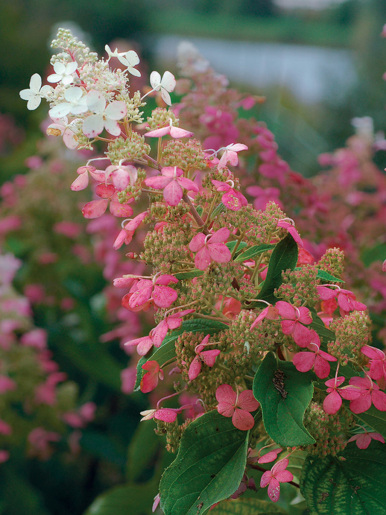 The Best Panicle Hydrangeas - Fine Gardening