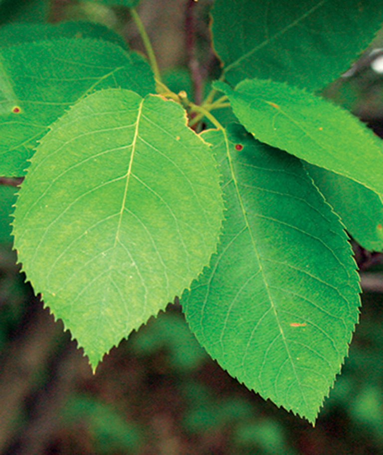 Trees for Tight Spaces - FineGardening