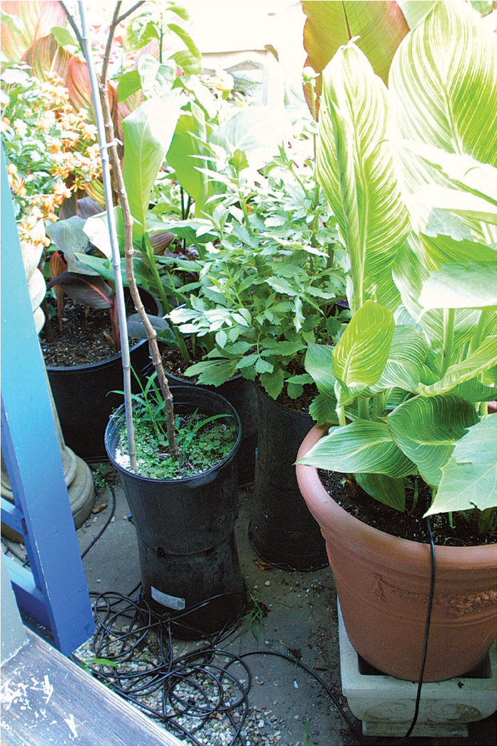 How to Stage a Container Plant Display - Fine Gardening