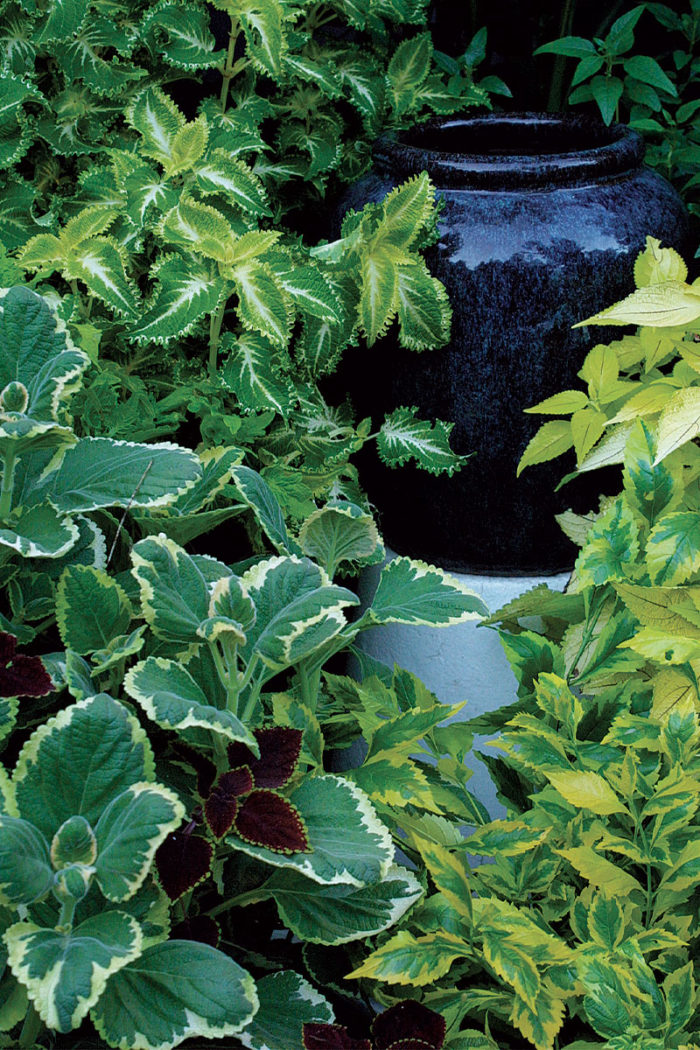 How to Stage a Container Plant Display - Fine Gardening