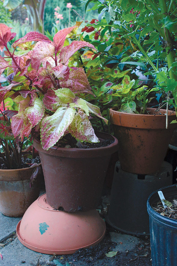 How to Stage a Container Plant Display - Fine Gardening