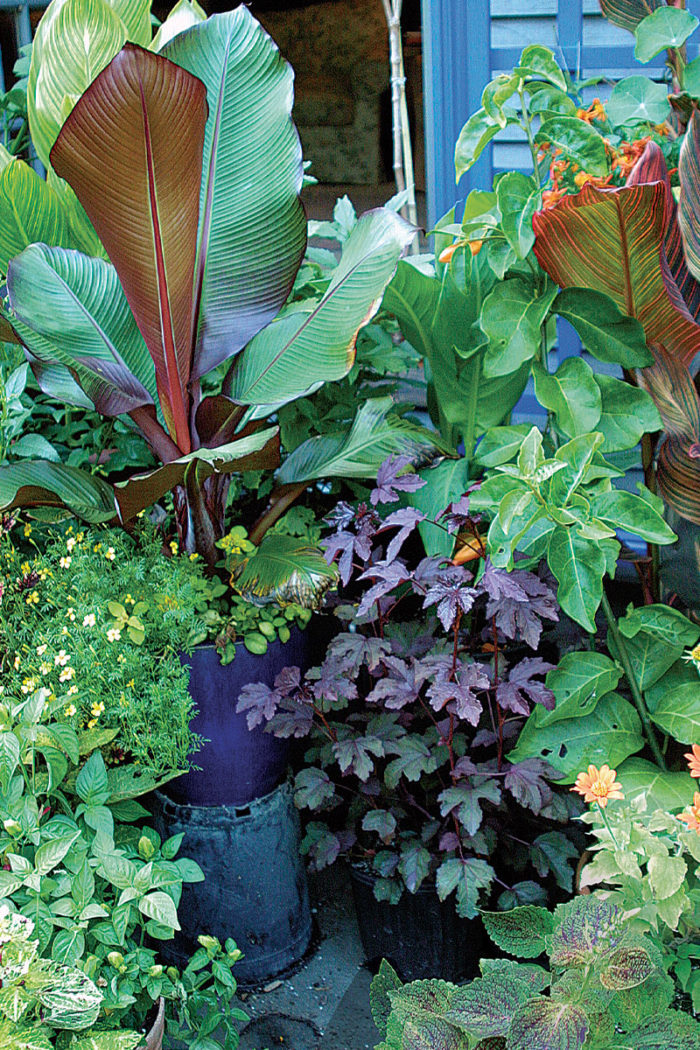 How to Stage a Container Plant Display - Fine Gardening