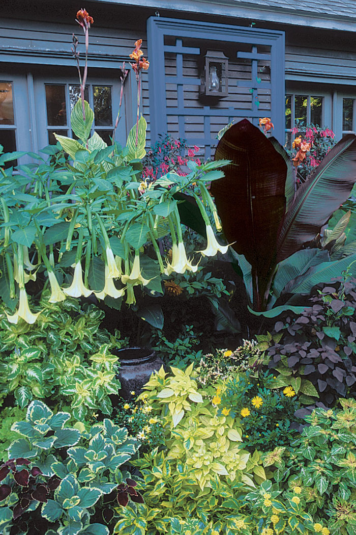 How to Stage a Container Plant Display - Fine Gardening