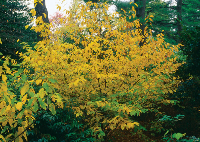 Showy Shrubs for Fall - Fine Gardening