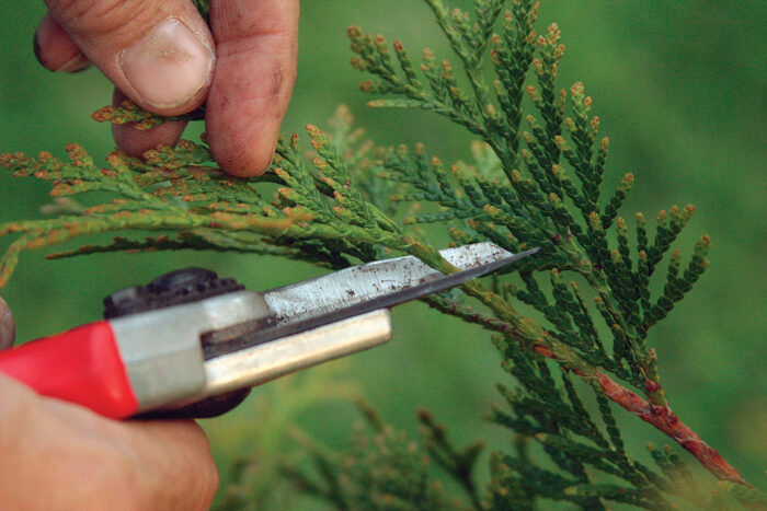 How to Prune Conifers - Fine Gardening
