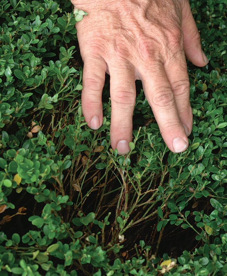How to Trim a Formal Hedge - Fine Gardening