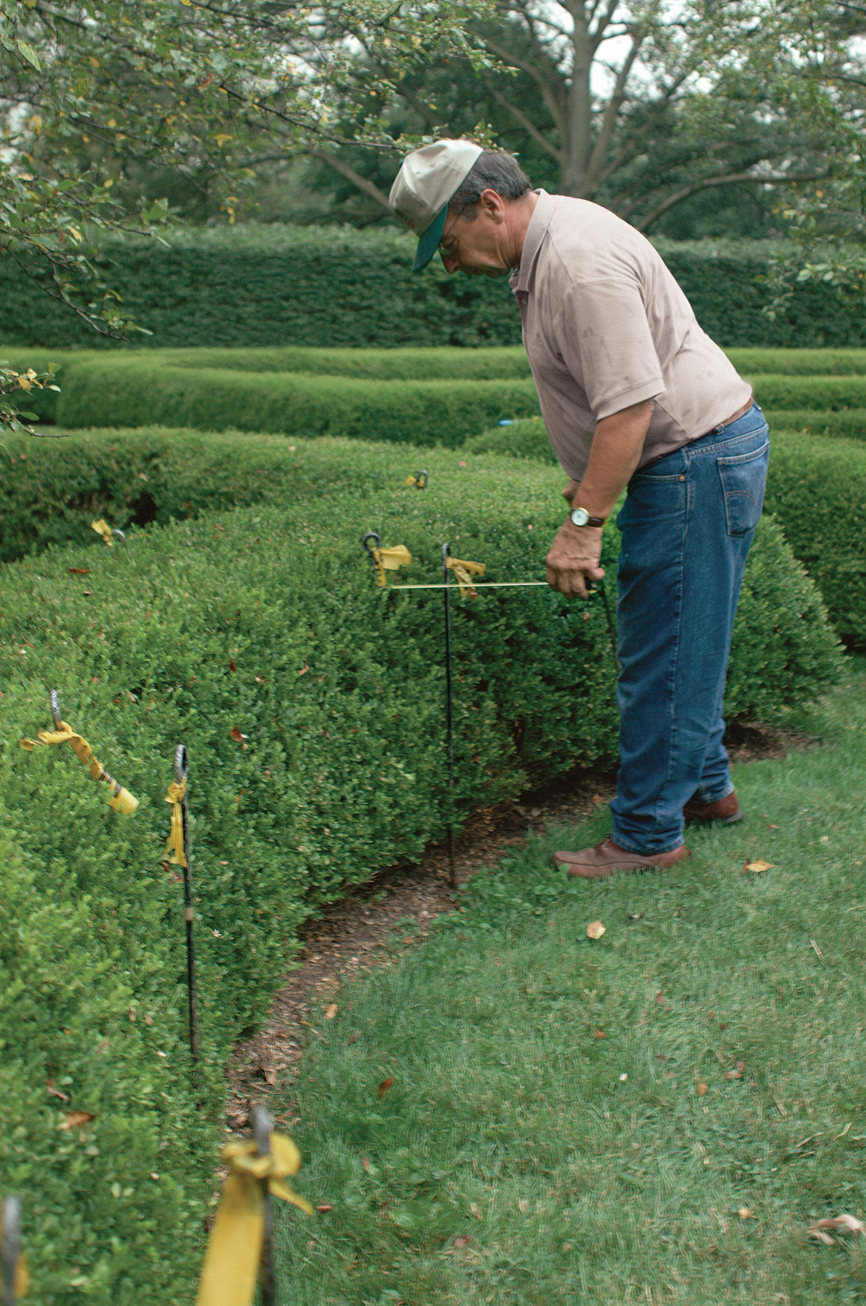 How to Trim a Formal Hedge - Fine Gardening