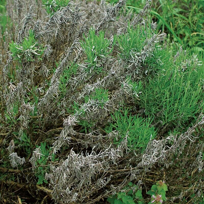 Pruning Lavender, Sage and Other Subshrubs