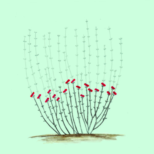 Pruning Lavender, Sage and Other Subshrubs