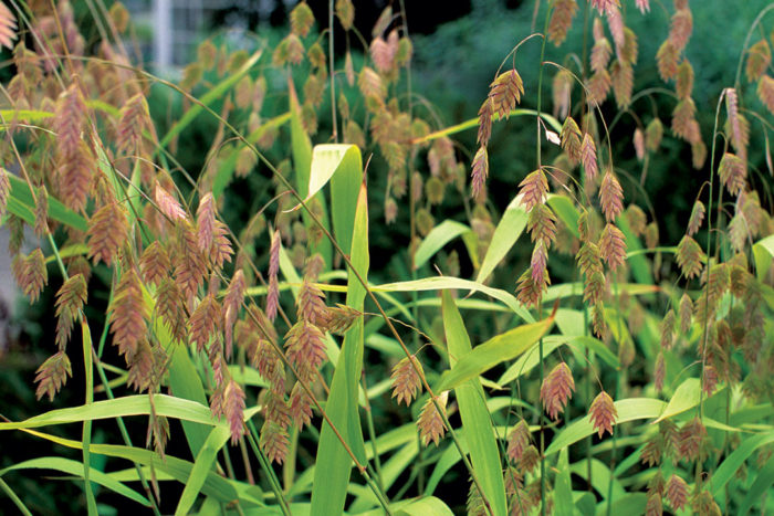 Native Grasses - Fine Gardening